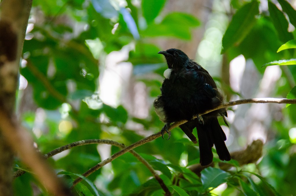 A Day Trip to Tiritiri Matangi Island Bird Sanctuary, Auckland/Tāmaki ...