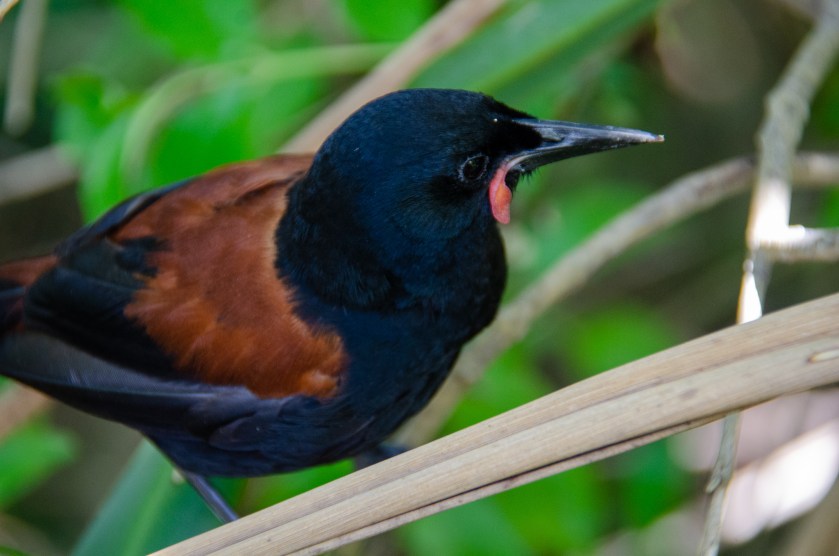 A Day Trip to Tiritiri Matangi Island Bird Sanctuary, Auckland/Tāmaki ...