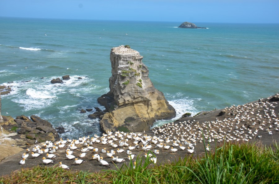 Muriwai Beach: A Rugged West Coast Beach – Life With Janet