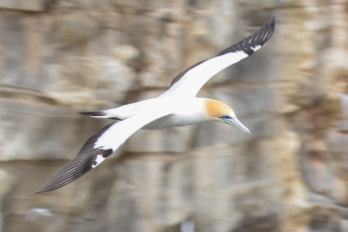 Muriwai Beach: A Rugged West Coast Beach – Life With Janet