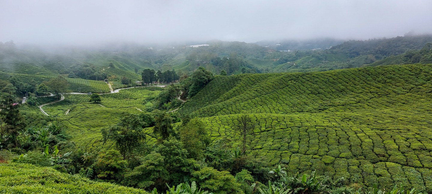 Cameron Highlands Malaysia: Tea Plantations, Gardens, and Scenic Spots ...