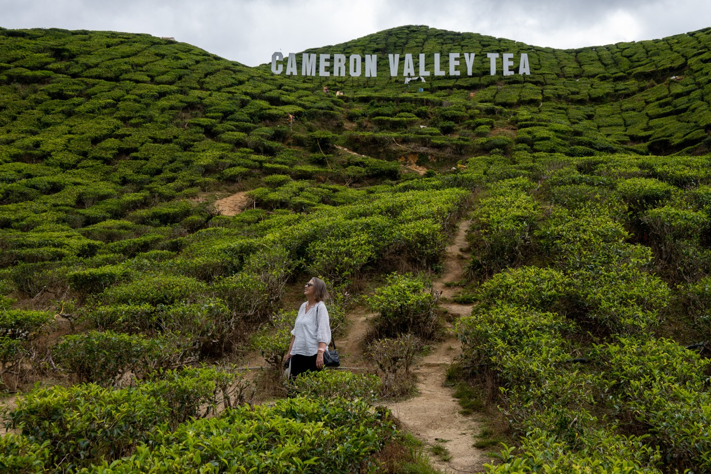 Cameron Highlands Malaysia: Tea Plantations, Gardens, and Scenic Spots ...