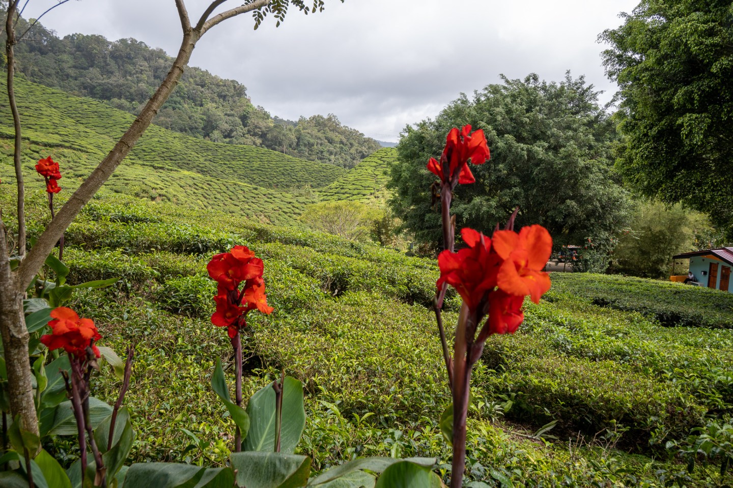 Cameron Highlands Malaysia: Tea Plantations, Gardens, and Scenic Spots ...