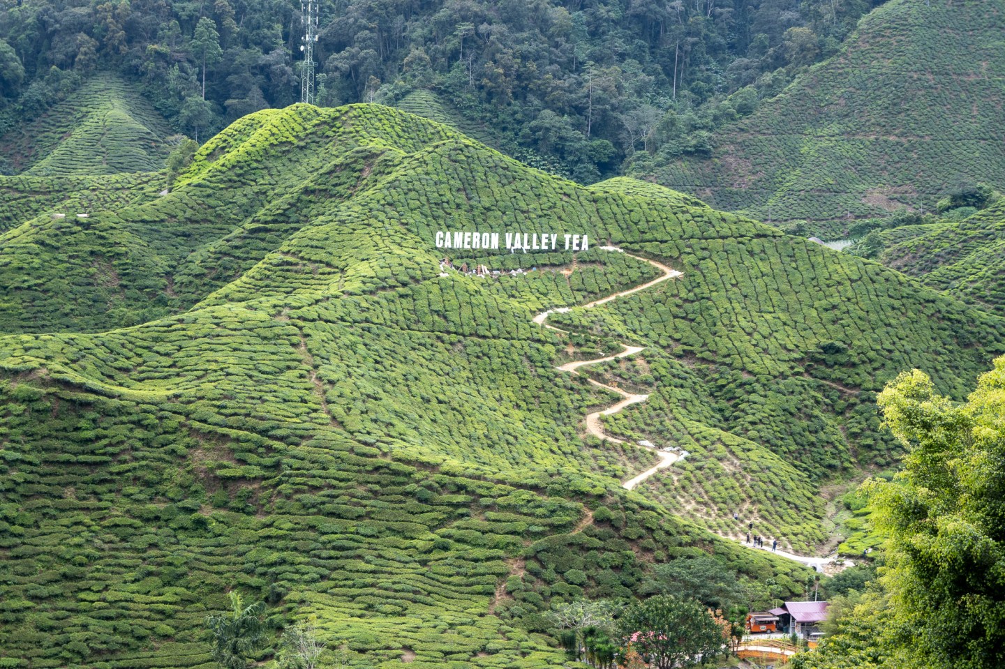 Cameron Highlands Malaysia: Tea Plantations, Gardens, and Scenic Spots ...