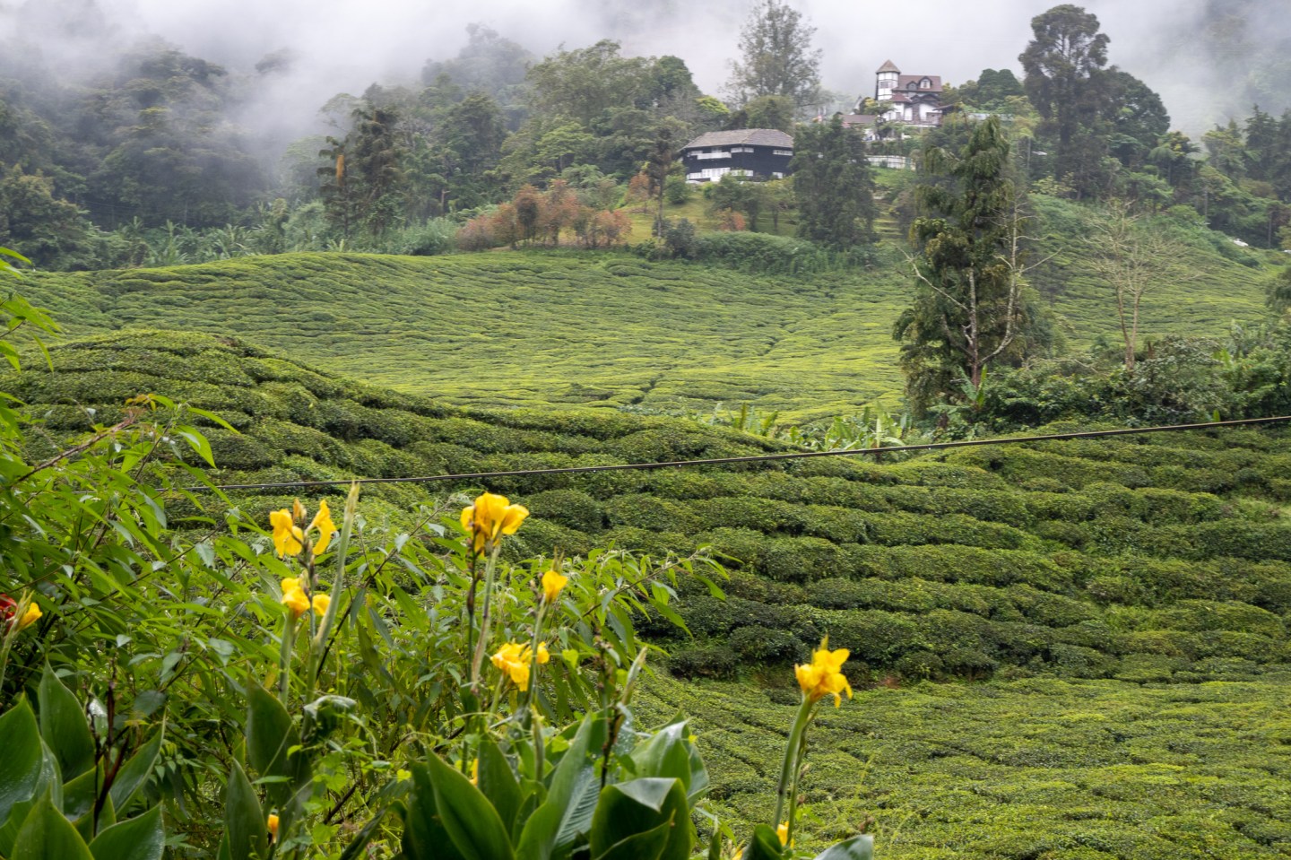 Cameron Highlands Malaysia: Tea Plantations, Gardens, and Scenic Spots ...